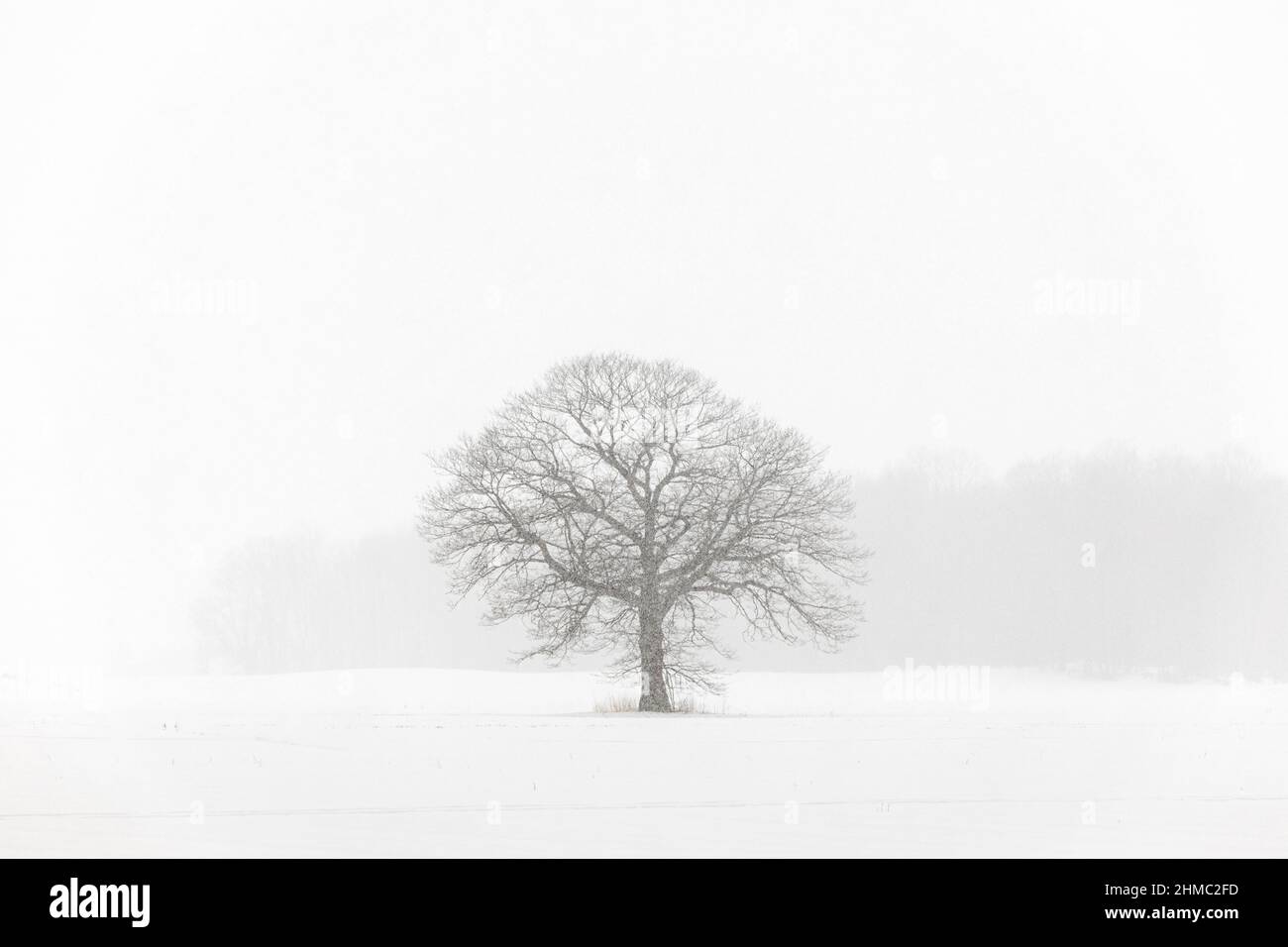 Lone Tree in a Farm Field in a Winter Snow Storm Stock Photo - Alamy
