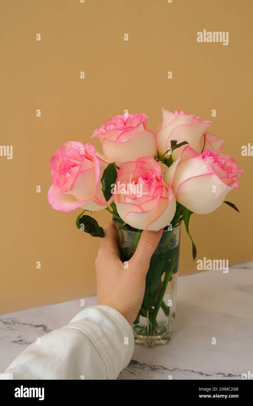 Female hand holding Delicate pink roses on beige background. Minimal ...