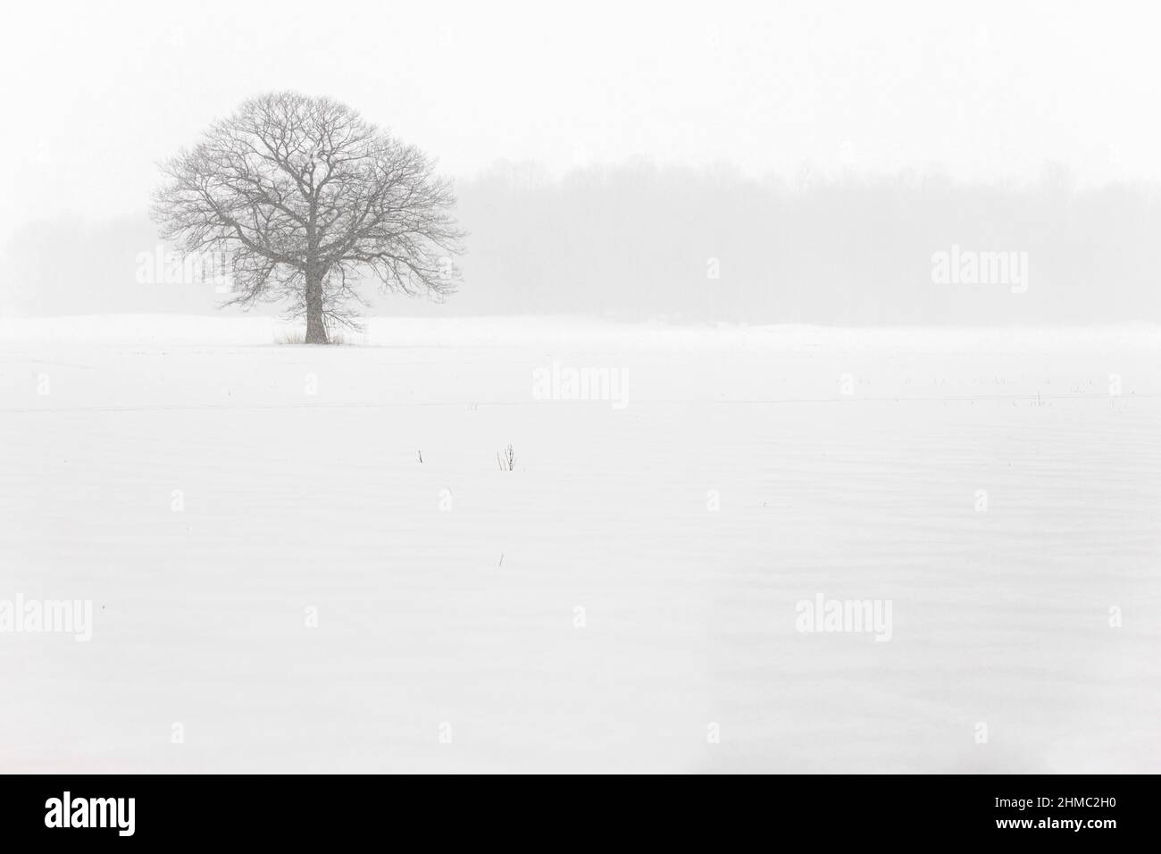 Lone Tree in a Farm Field in a Winter Snow Storm Stock Photo - Alamy