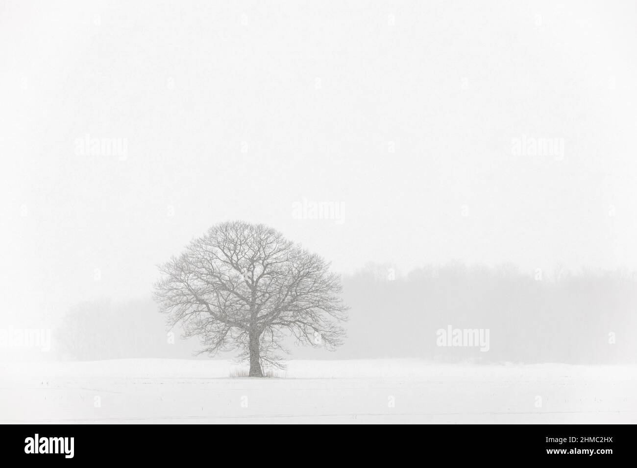 Lone Tree in a Farm Field in a Winter Snow Storm Stock Photo - Alamy