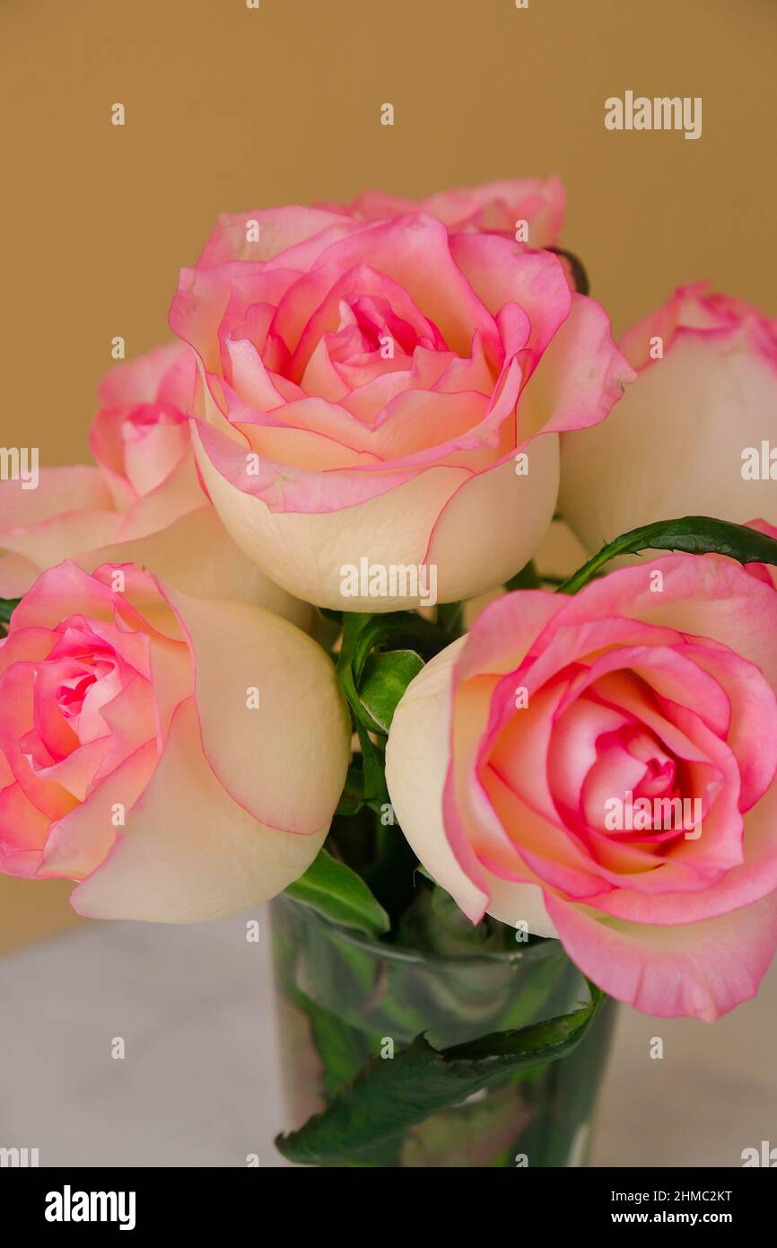 White Roses With Pink Tips Bouquet