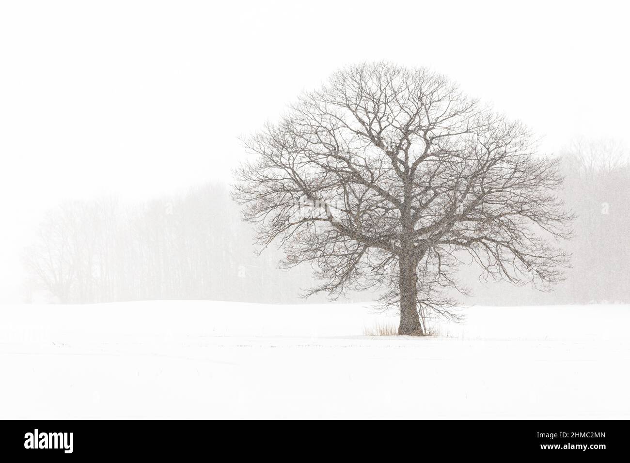 Lone Tree in a Farm Field in a Winter Snow Storm Stock Photo - Alamy