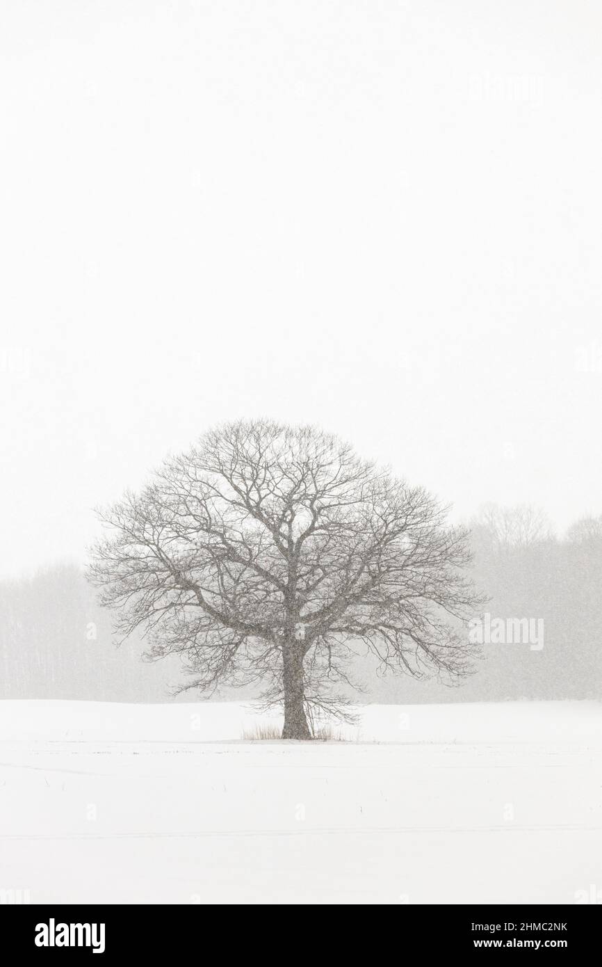 Oak tree in snow storm hi-res stock photography and images - Alamy