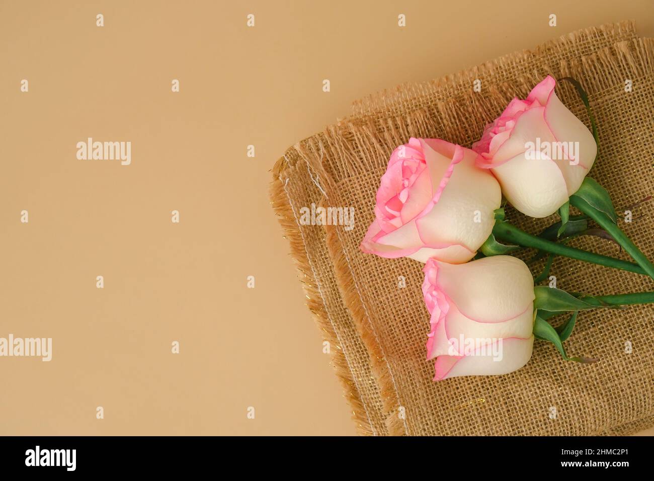 Delicate pink rose on beige background. Minimal trendy composition ...