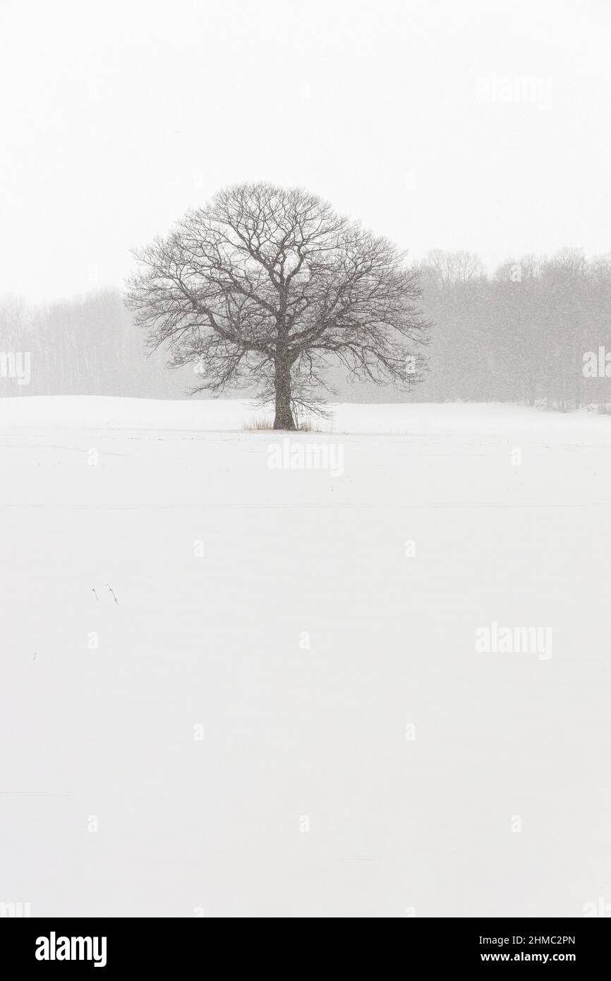 Lone Tree in a Farm Field in a Winter Snow Storm Stock Photo - Alamy