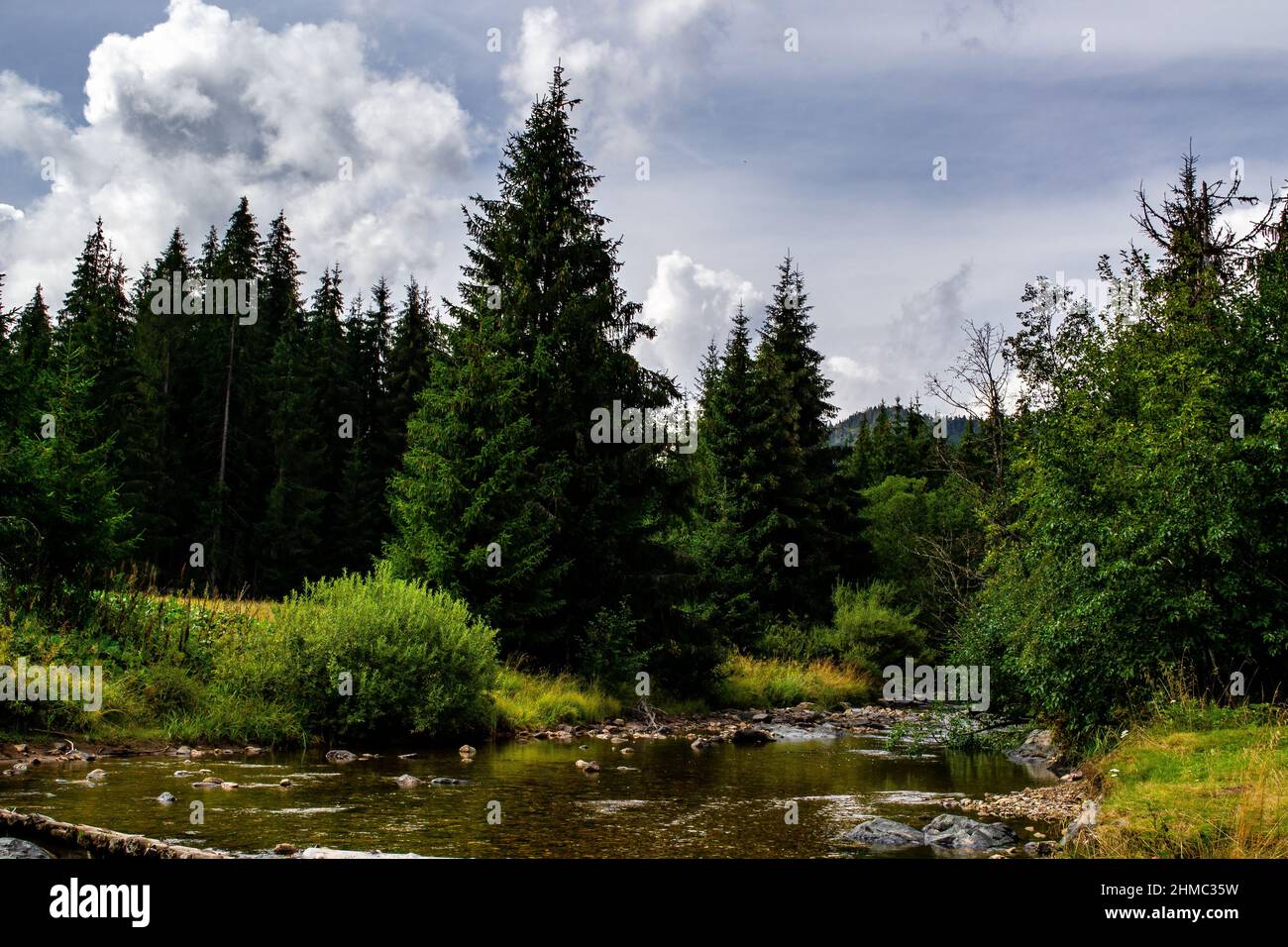 Beautiful scenery of the forest with tall fir trees and a river Stock ...
