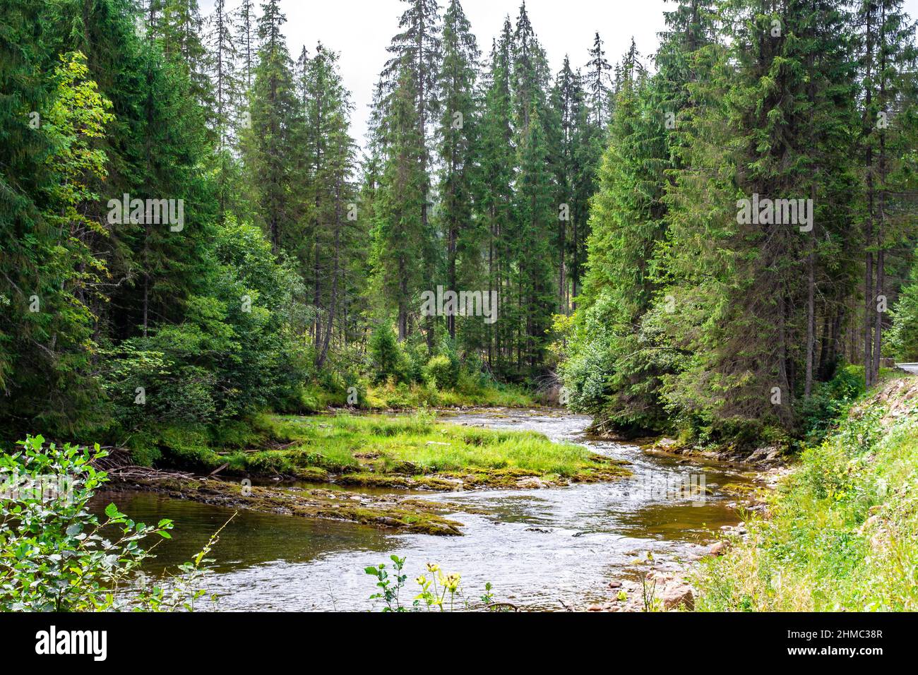 Green forest with tall trees above a narrow river Stock Photo - Alamy