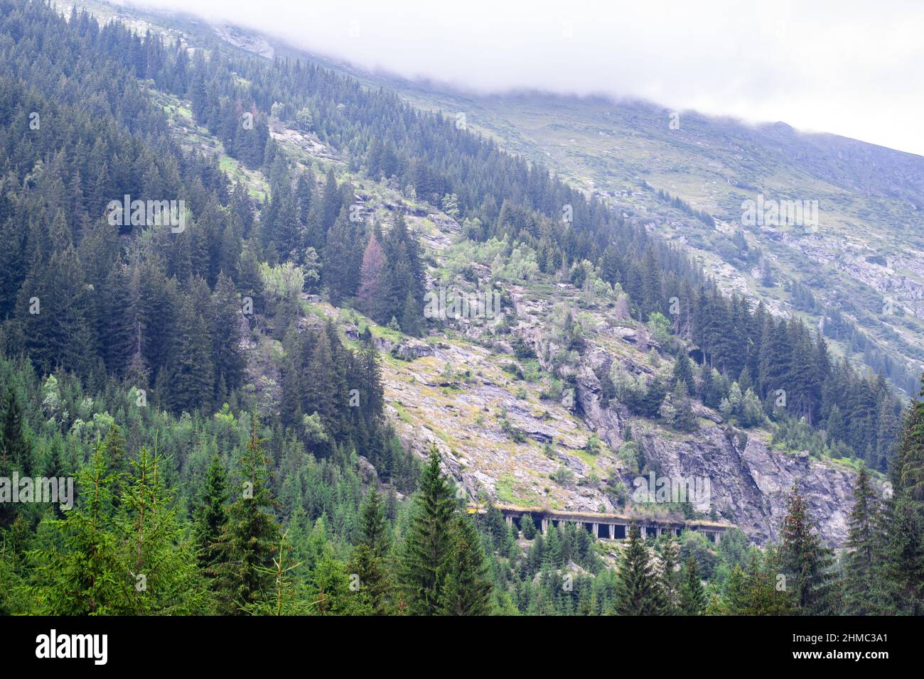 Natural scenery of a slope of a mountain with fir trees growing in a ...