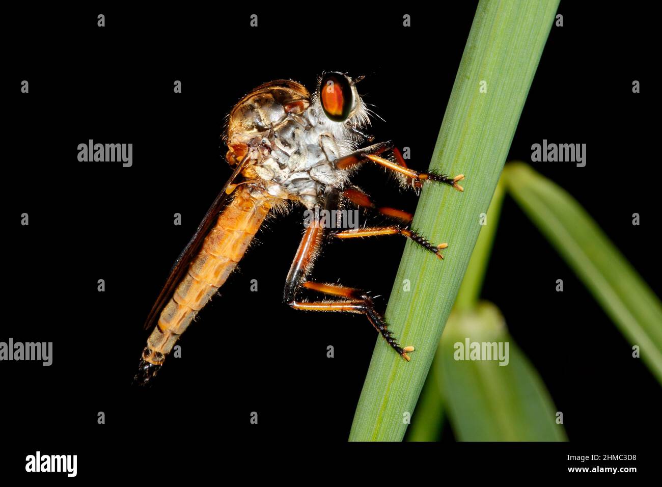 Robber Fly, Family Asilidae, Species unknown as most Robber Flies in ...