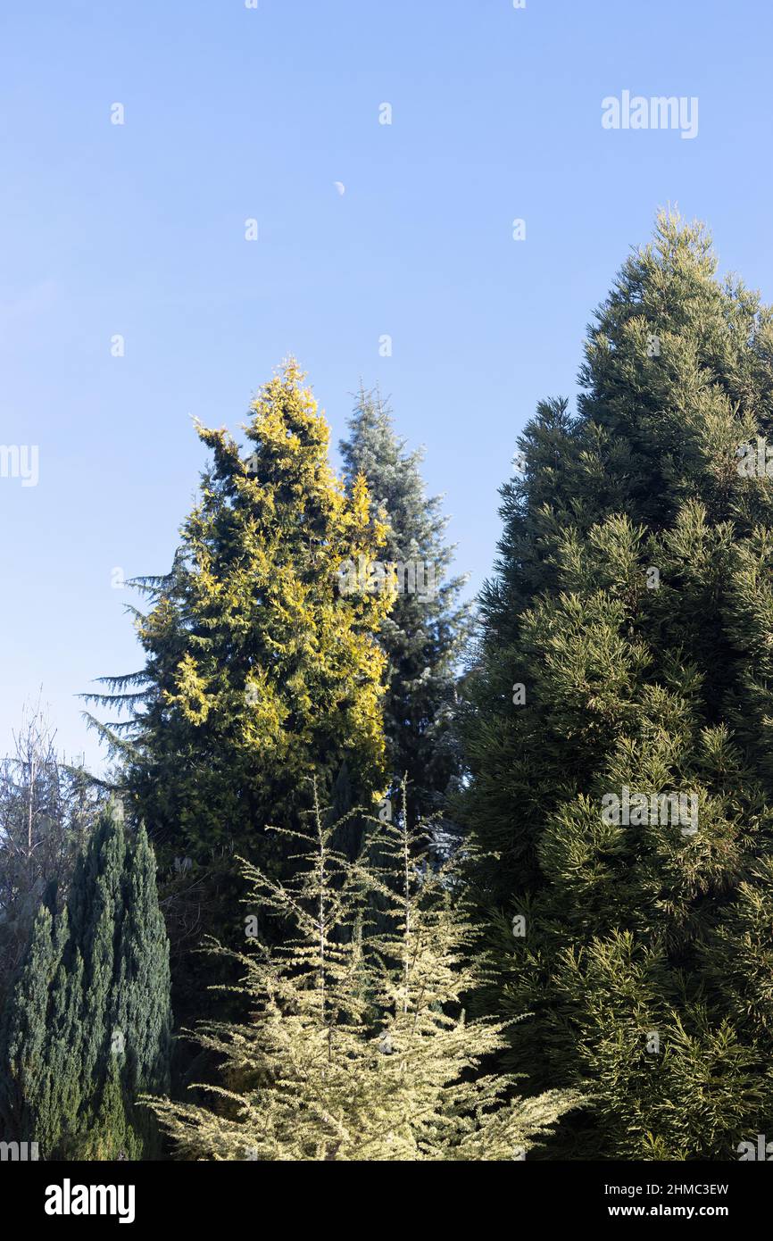 A group of different types of conifer trees against a blue sky Stock ...