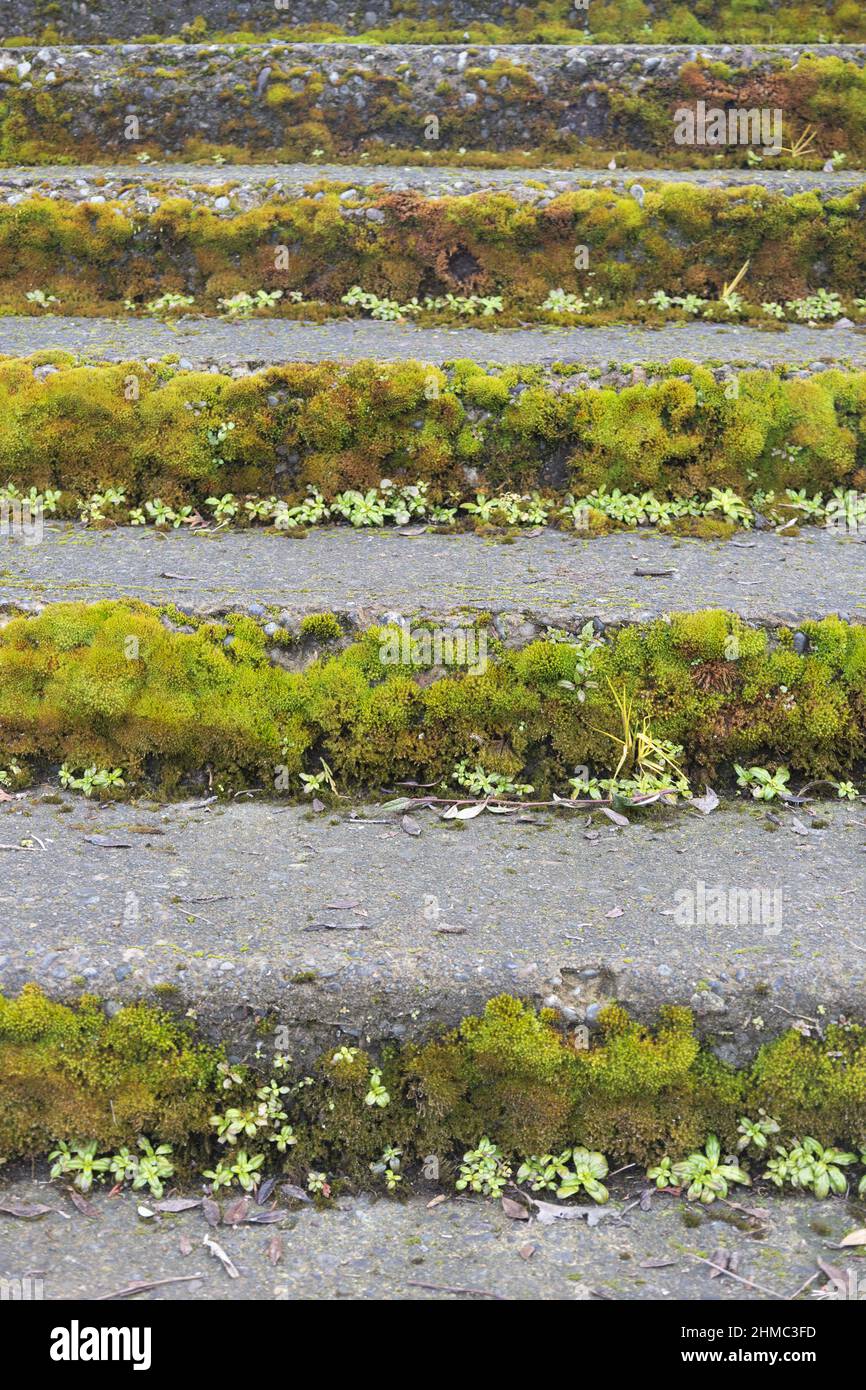 Moss on steps hi-res stock photography and images - Alamy