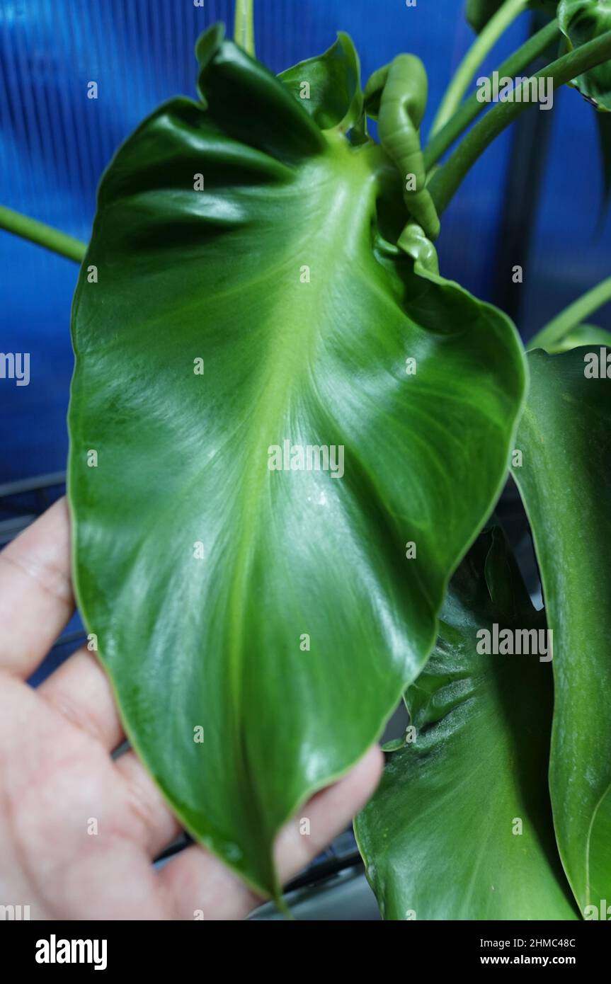 Close up of the shiny and curly leaf of Philodendron Rugosum Aberrant ...