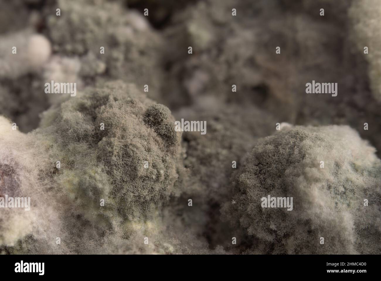 Fluffy gray mold spores on spoiled berries Stock Photo - Alamy