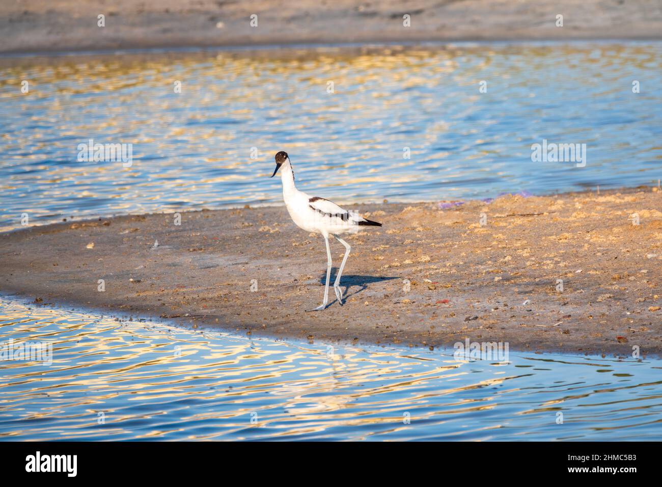 The pied avocet, Recurvirostra avosetta, is a large black and white ...