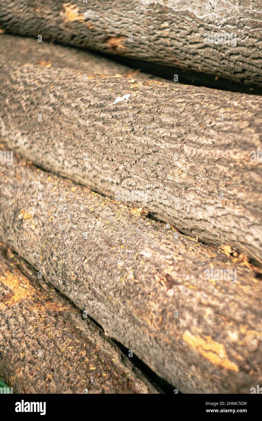 Vertical shot of a pack of wooden trees in a forest Stock Photo - Alamy