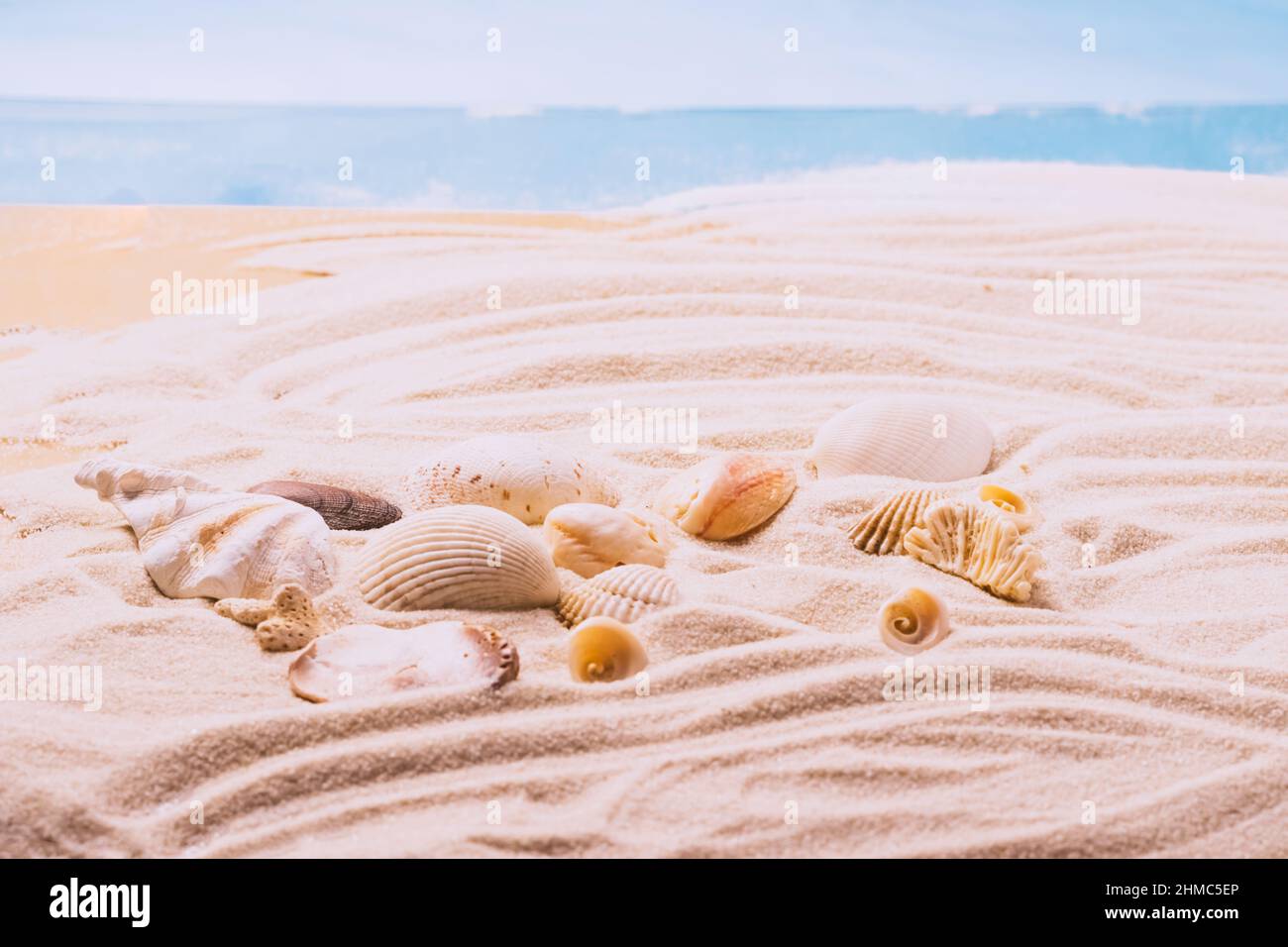 Sea exotic seashells molluscs seashells white beach sand. Summer ...