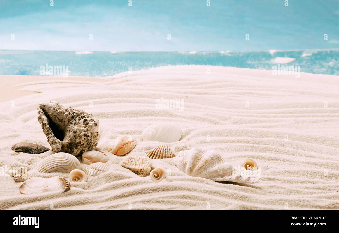 Sea exotic seashells molluscs seashells white beach sand. Summer ...