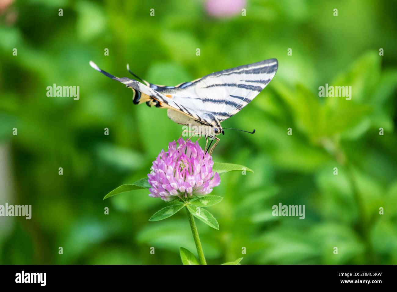 Beautiful Butterfly Scarce Swallowtail, Sail Swallowtail, Pear-tree ...