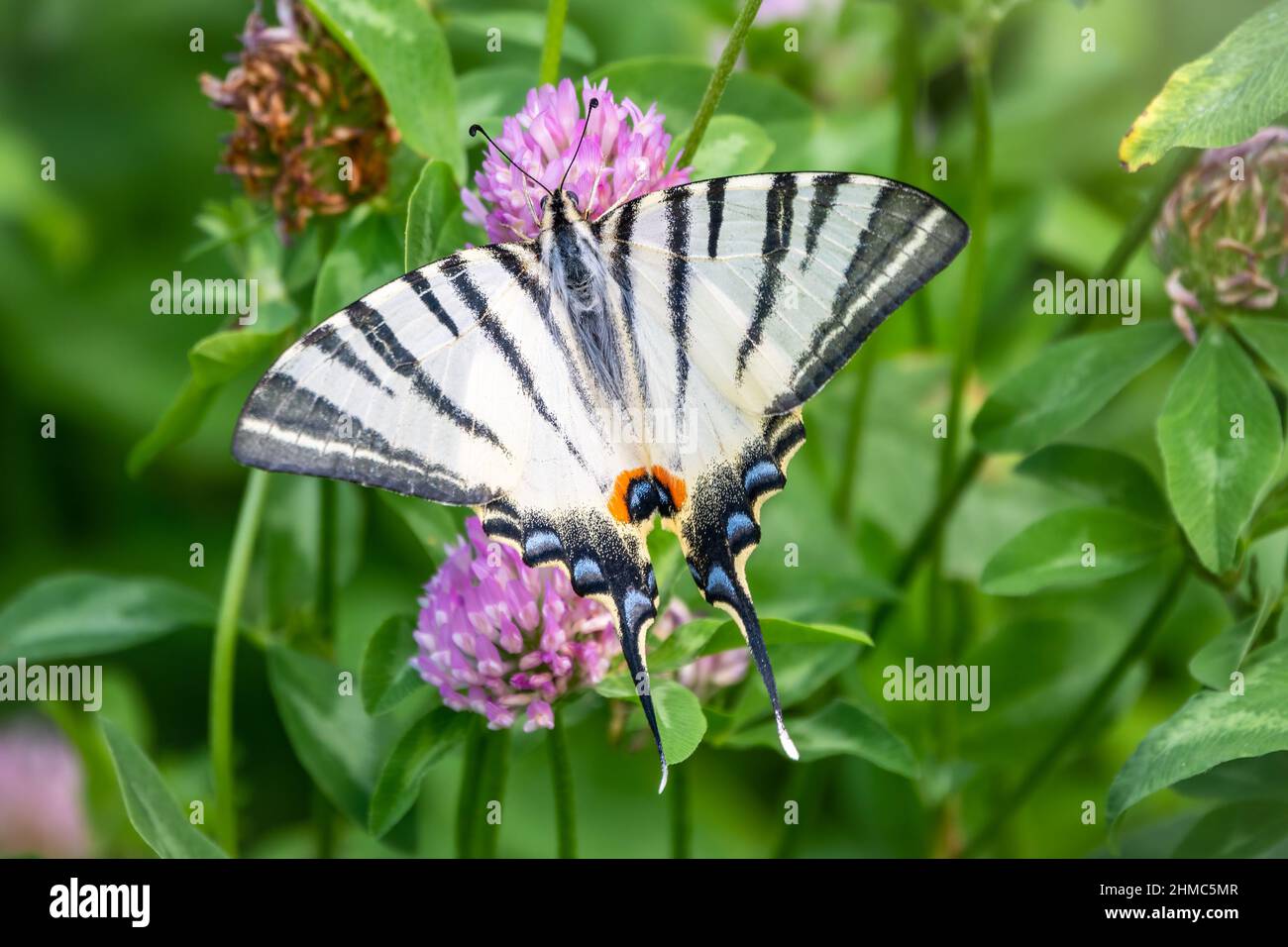 Beautiful Butterfly Scarce Swallowtail, Sail Swallowtail, Pear-tree ...