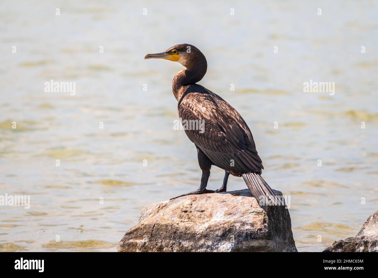 Great cormorant, Phalacrocorax carbo, standing on a stone on the sea ...