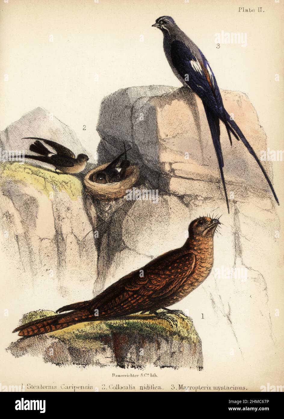 Macropterix mystacinus hi-res stock photography and images - Alamy