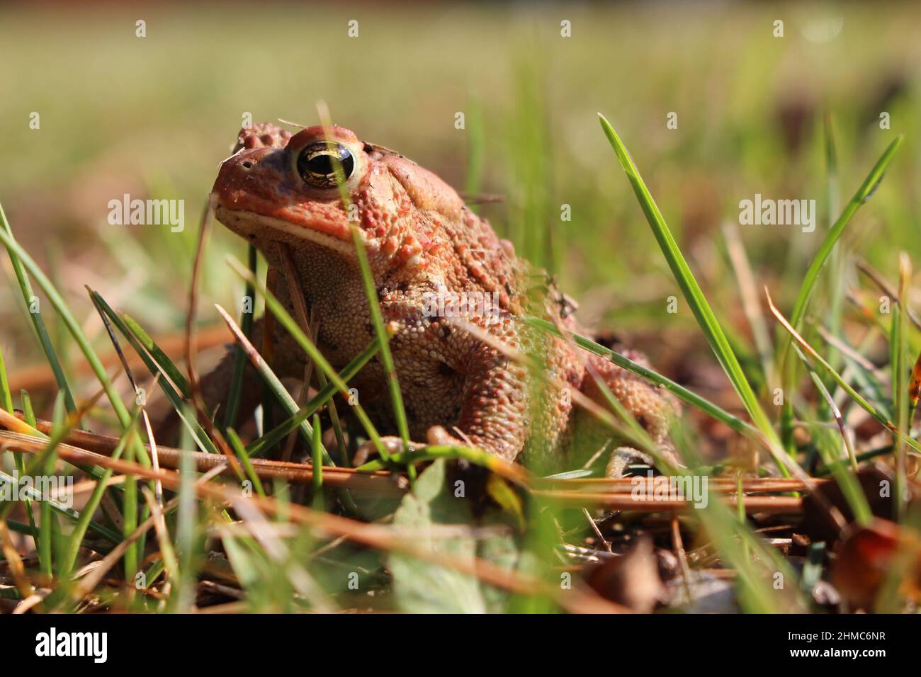 Toad in a field hi-res stock photography and images - Alamy