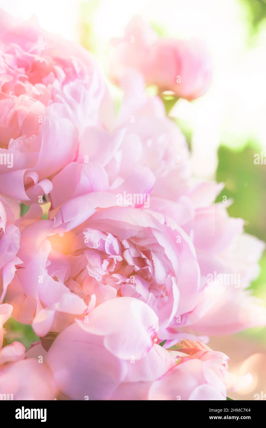 Gorgeous delicate pink peonies on a green natural background, lovely ...