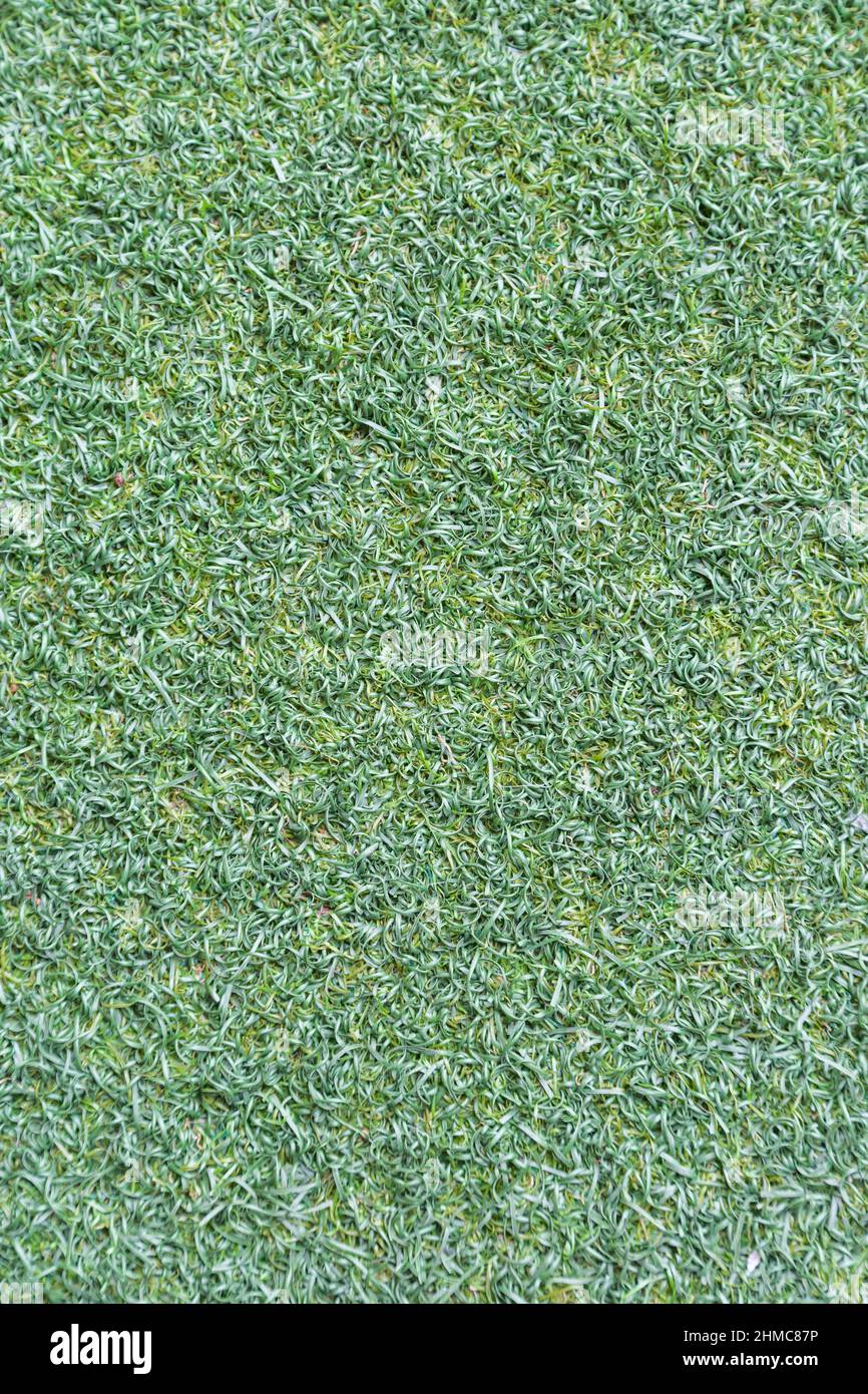 Green artificial grass texture background Stock Photo - Alamy