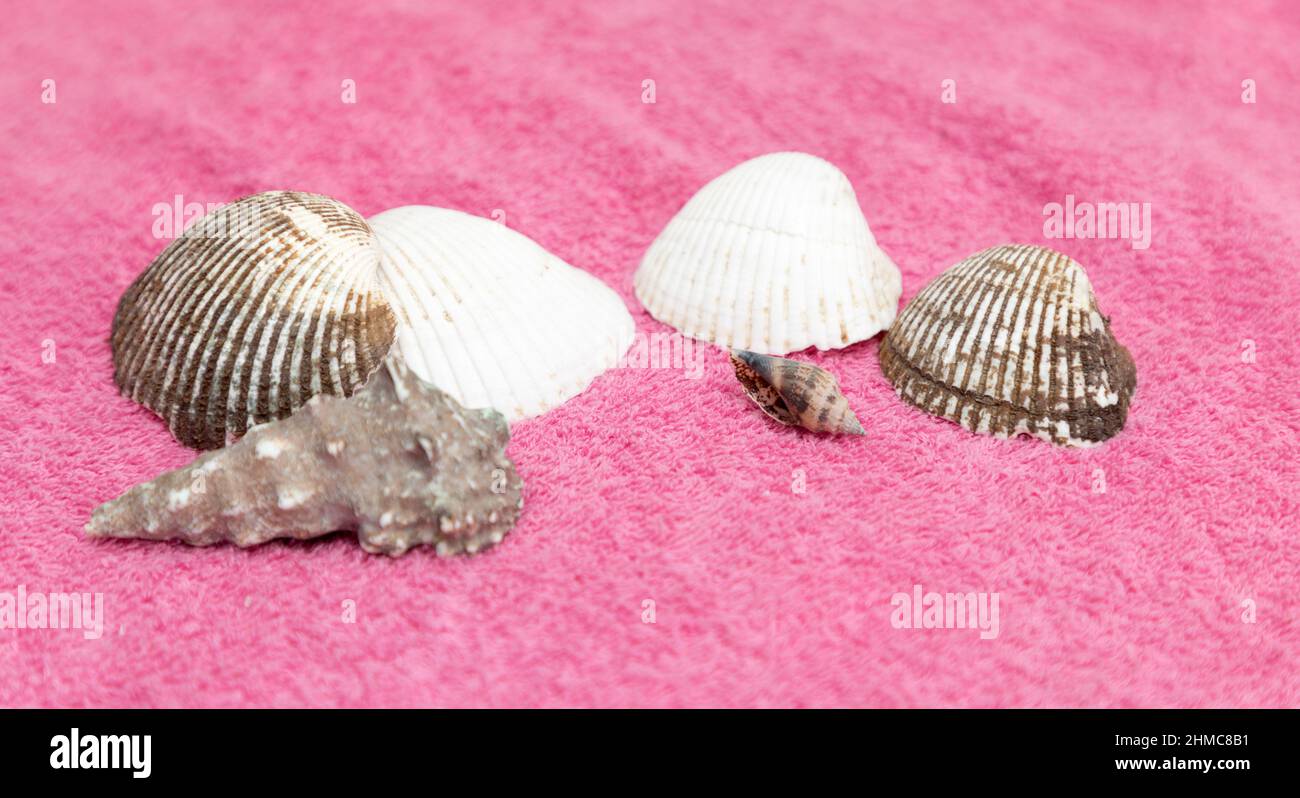 Collection of sea shells on a pink background Stock Photo - Alamy
