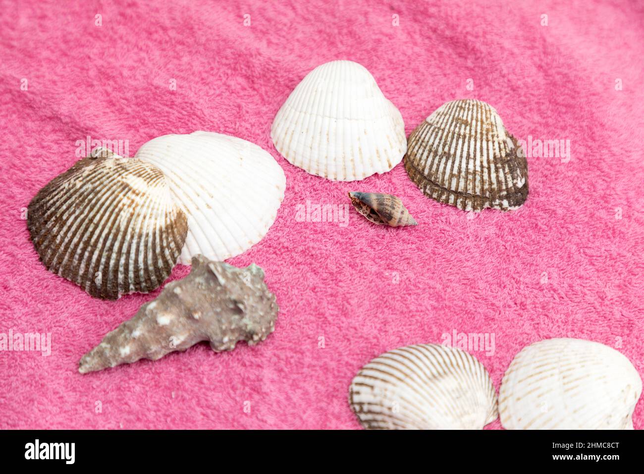 Collection of sea shells on a pink background Stock Photo - Alamy