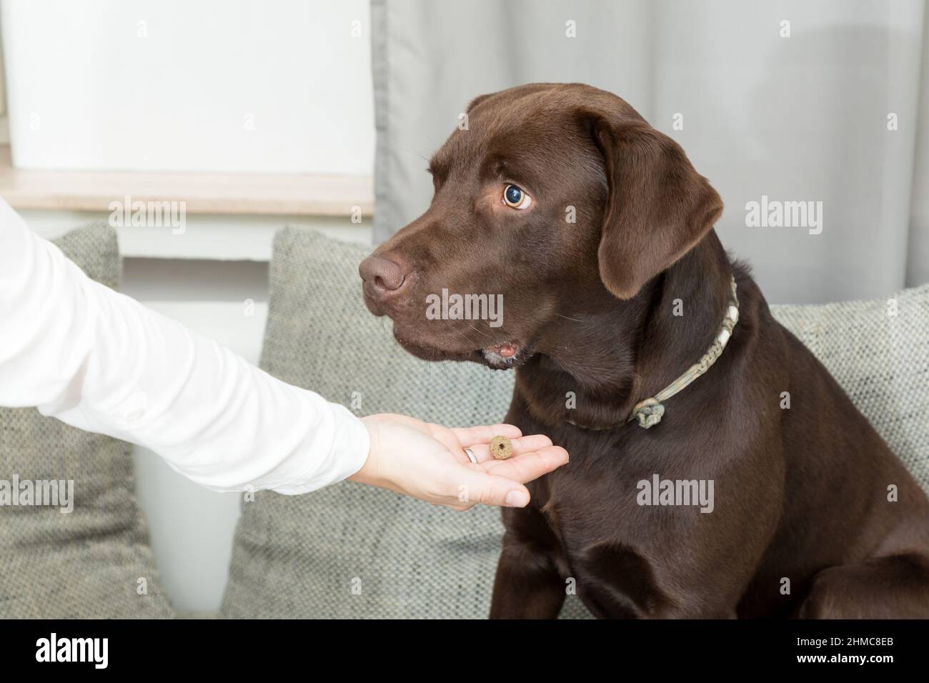 Parent giving the labrador one single kibble to eat Stock Photo - Alamy