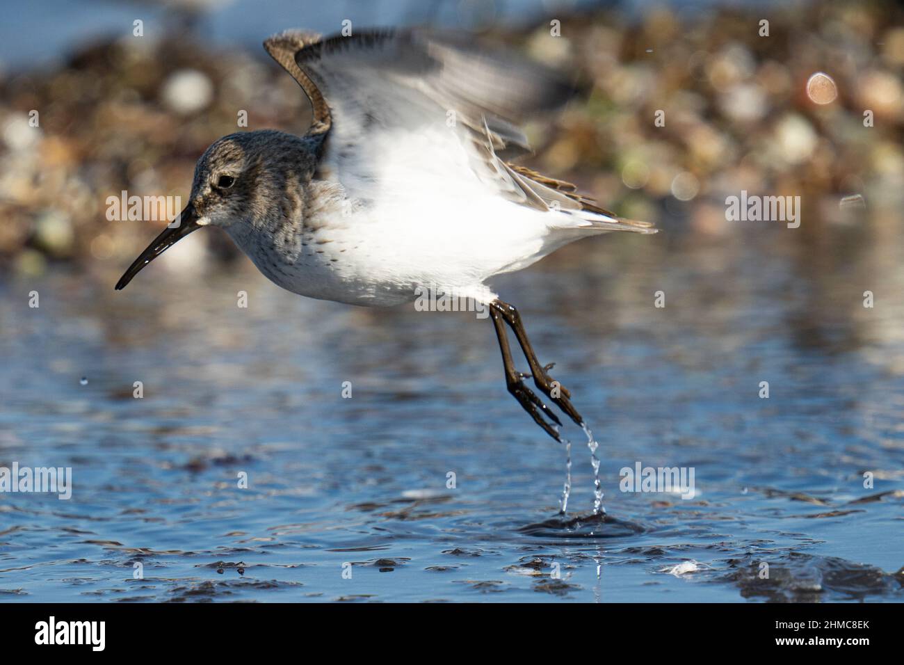 Closeup of dunlin bird flapping its wings on the shore Stock Photo - Alamy