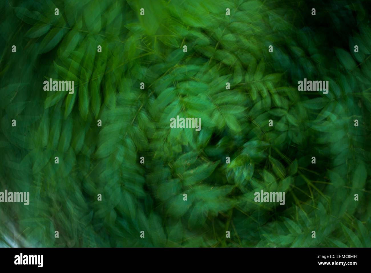 Plants leaves shot with intentional camera movement Stock Photo - Alamy