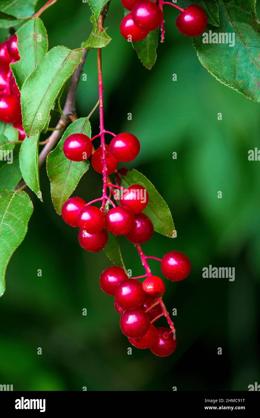 The ripe fruit of Common Chokecherry, a favorite wildlife food, growing ...