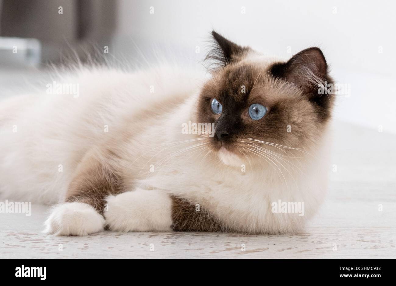 Young beautiful ragdoll cat hi-res stock photography and images - Alamy