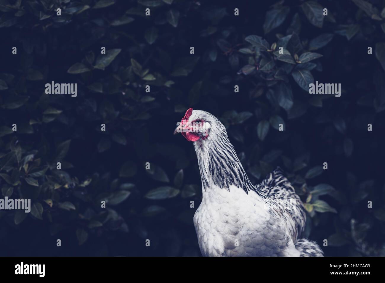 A white rooster with a red humpback on a dark background Stock Photo ...