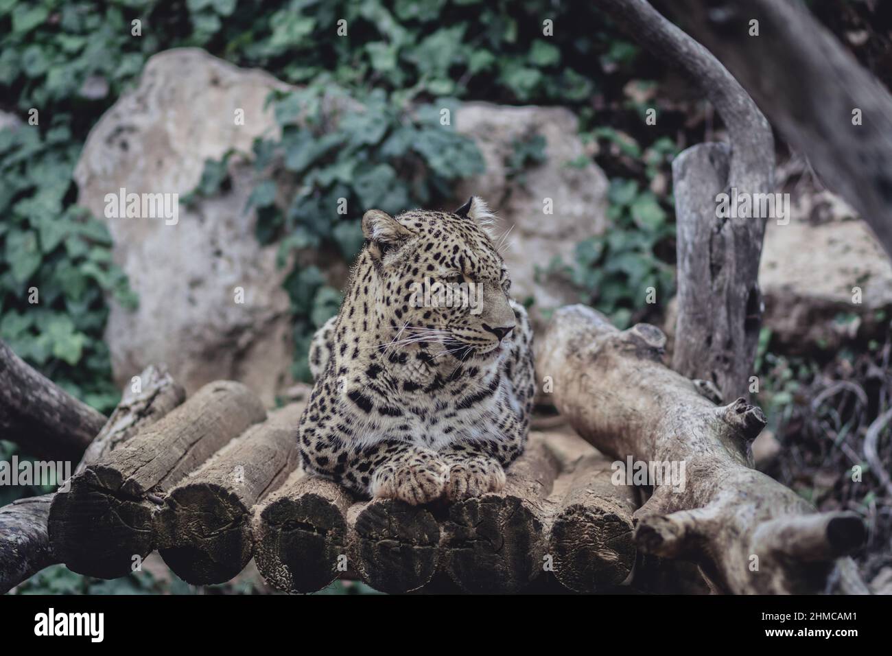 Persian tiger hi-res stock photography and images - Alamy