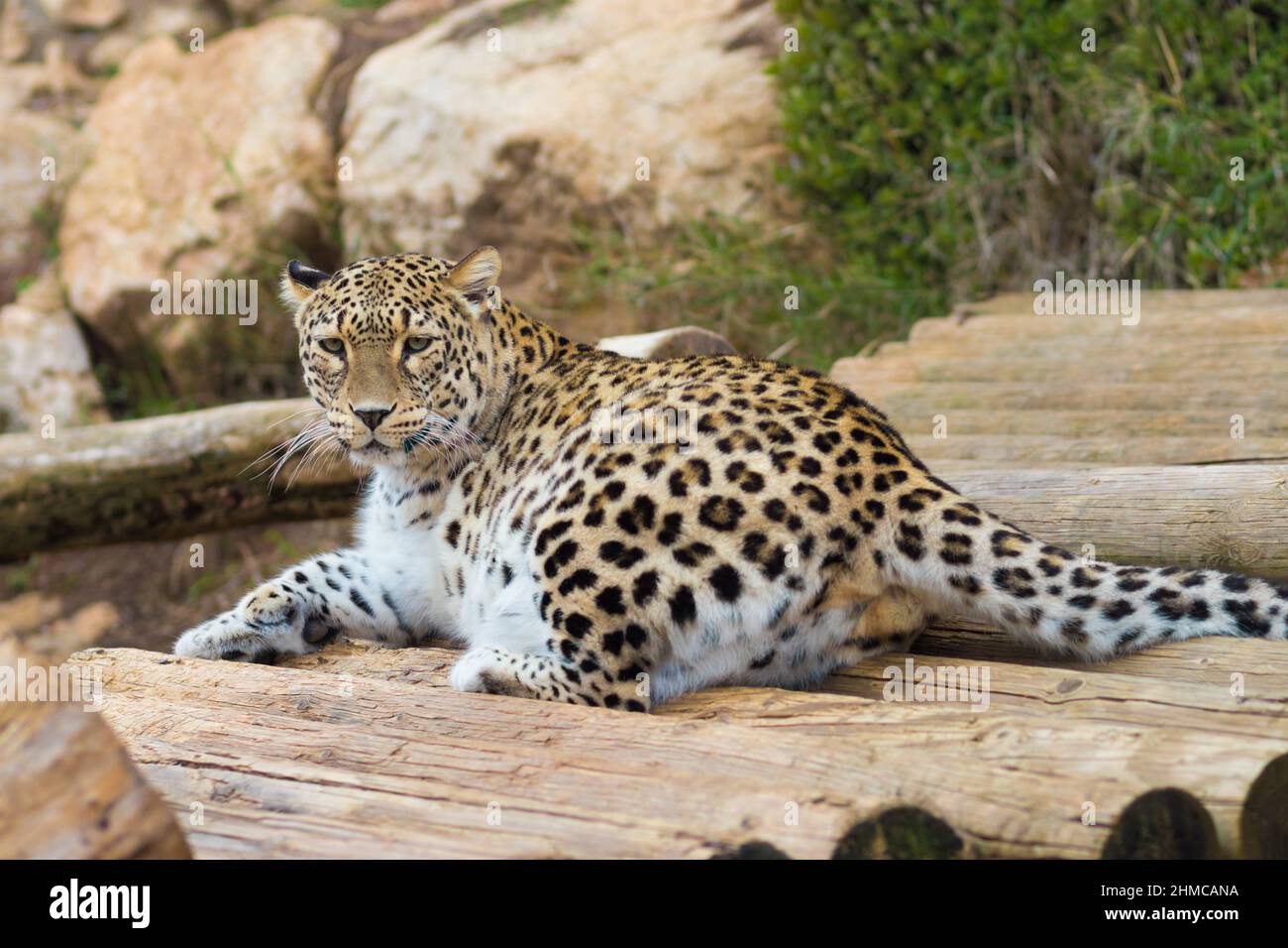 A Persian tiger lies on logs at the Jerusalem Zoo, Israel Stock Photo ...