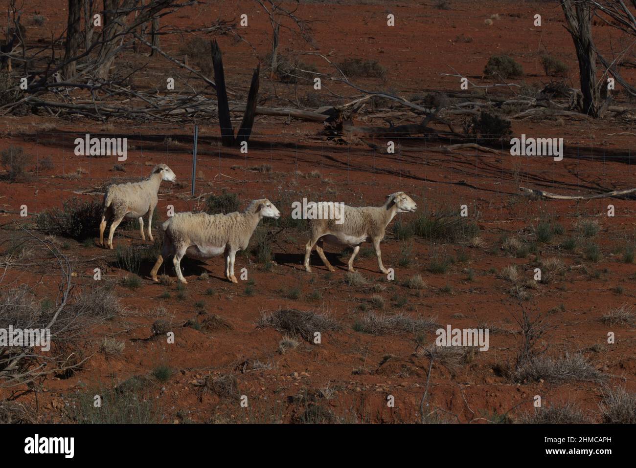 Small flock of Droper Sheep grazing on the arid pastoral lands of ...