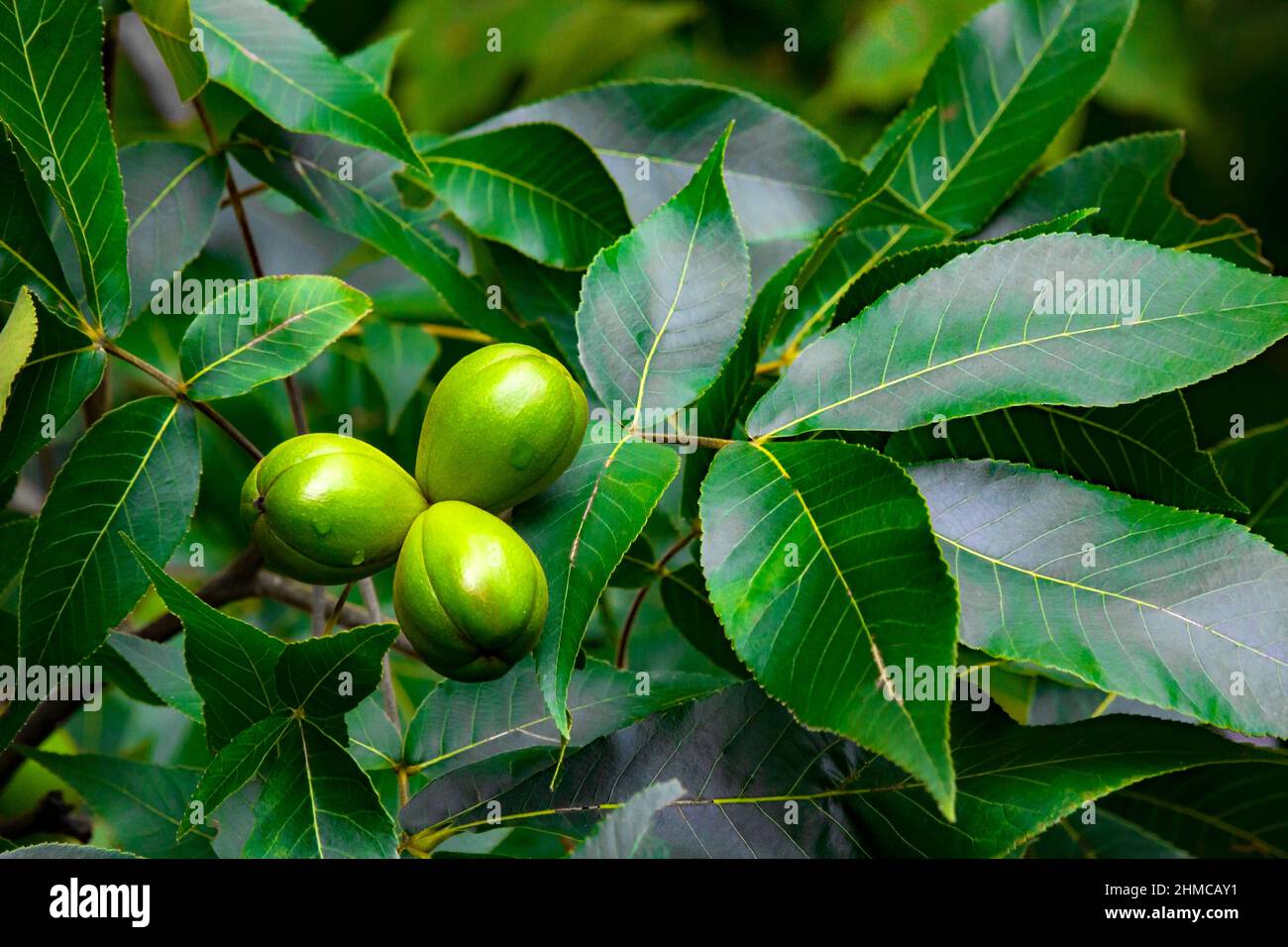 Shagbark Hickory nearly mature nuts growing naturally in Pennsylvania's ...