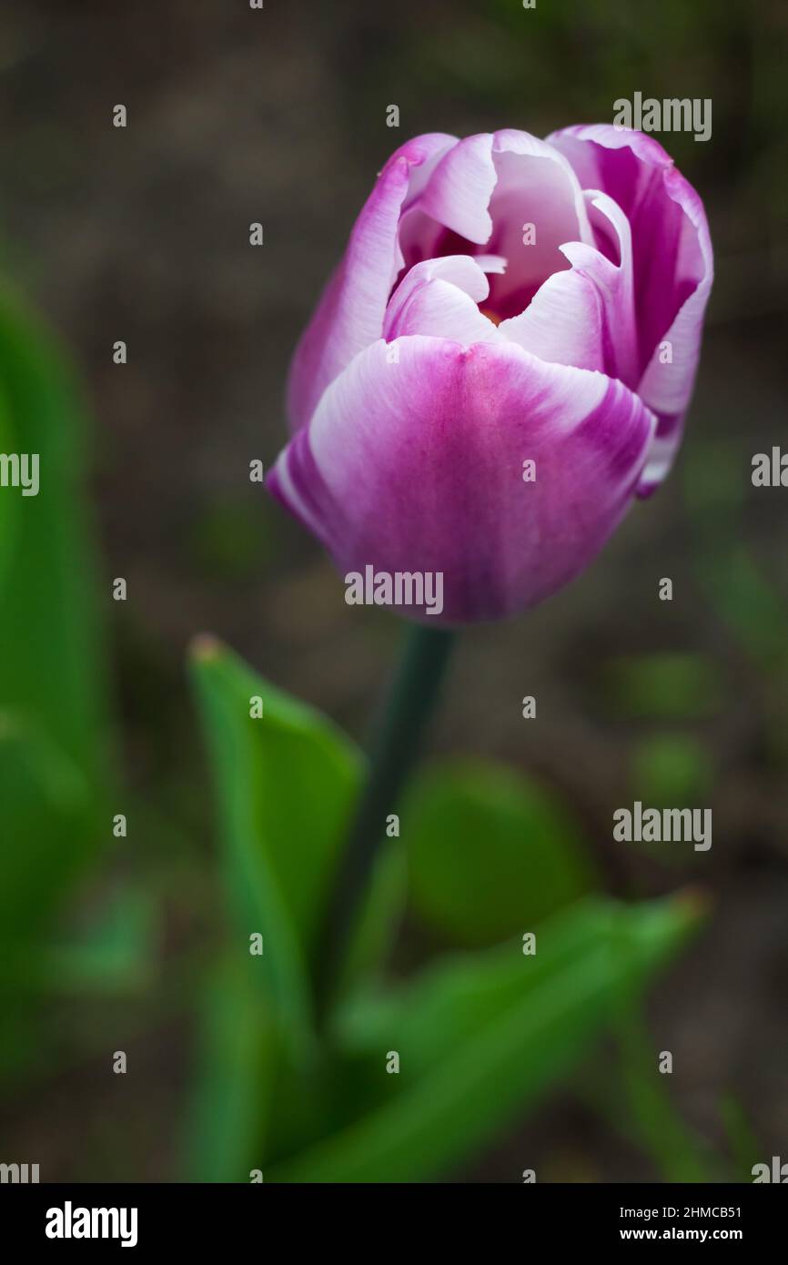 Close-up a bud of a purple tulip growing on a flowerbed in the garden ...