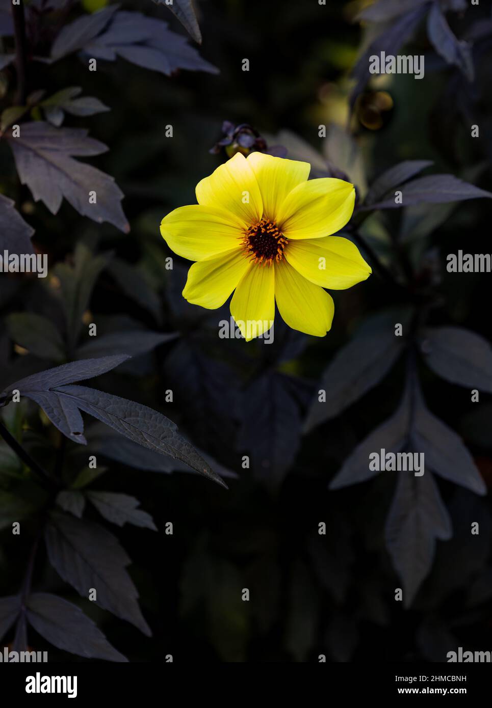Beautiful Dark Forest Flower