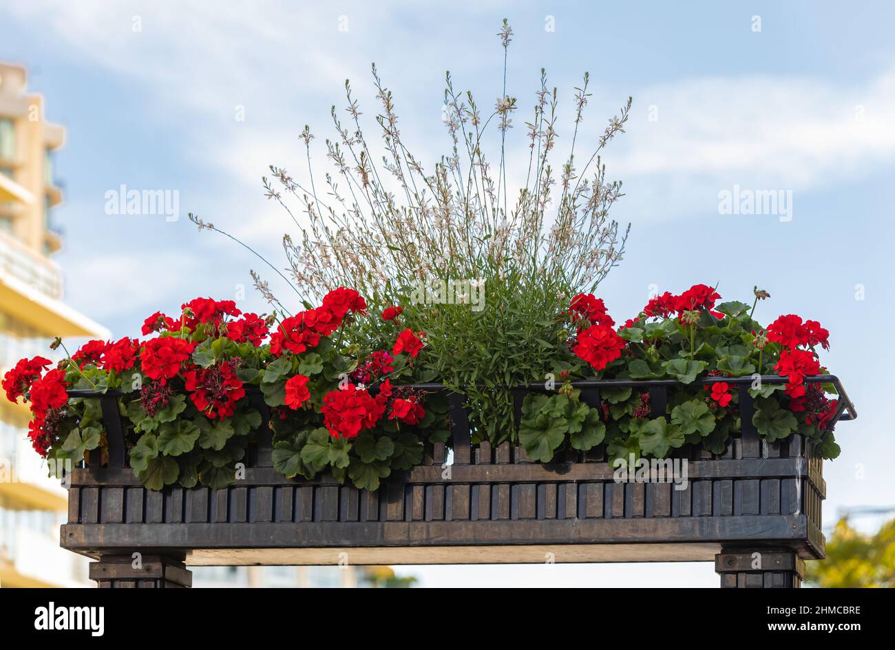 Beautiful plants growing in a long wooden flower pot outdoor. Long ...