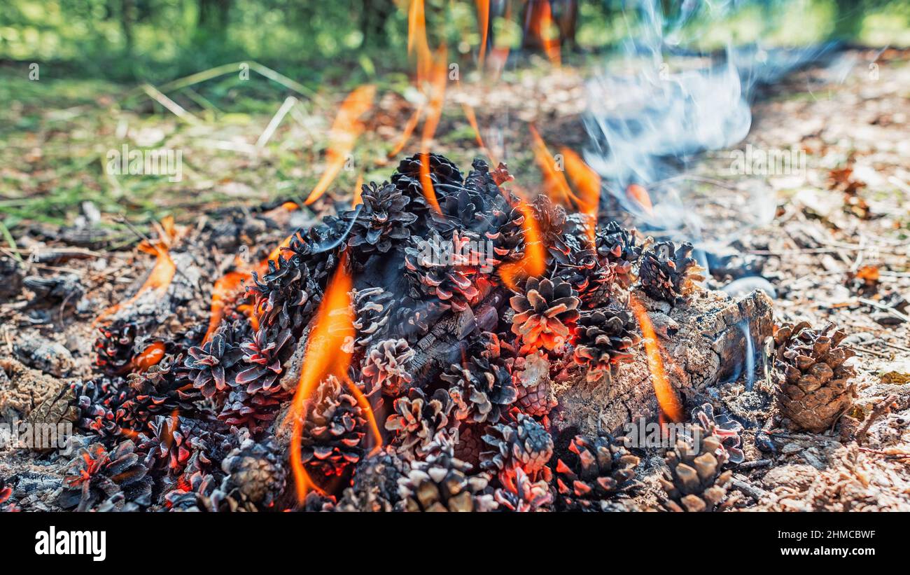 A Campfire made of pine cones in the forest. Cones burning and smoking ...