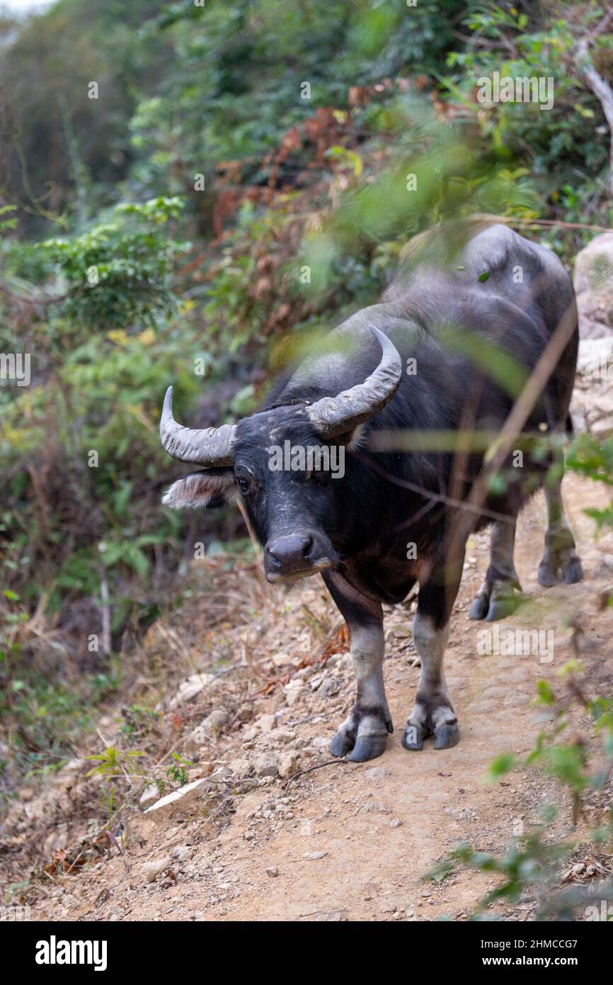 Asian ox hi-res stock photography and images - Alamy