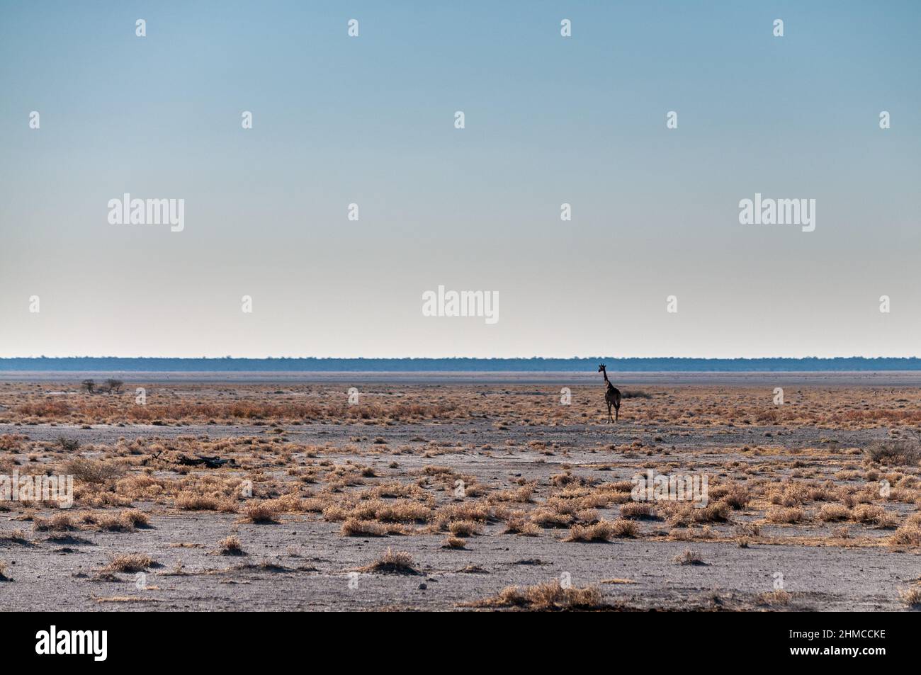 Wide angle shot of an Angolan Giraffe - Giraffa giraffa angolensis ...