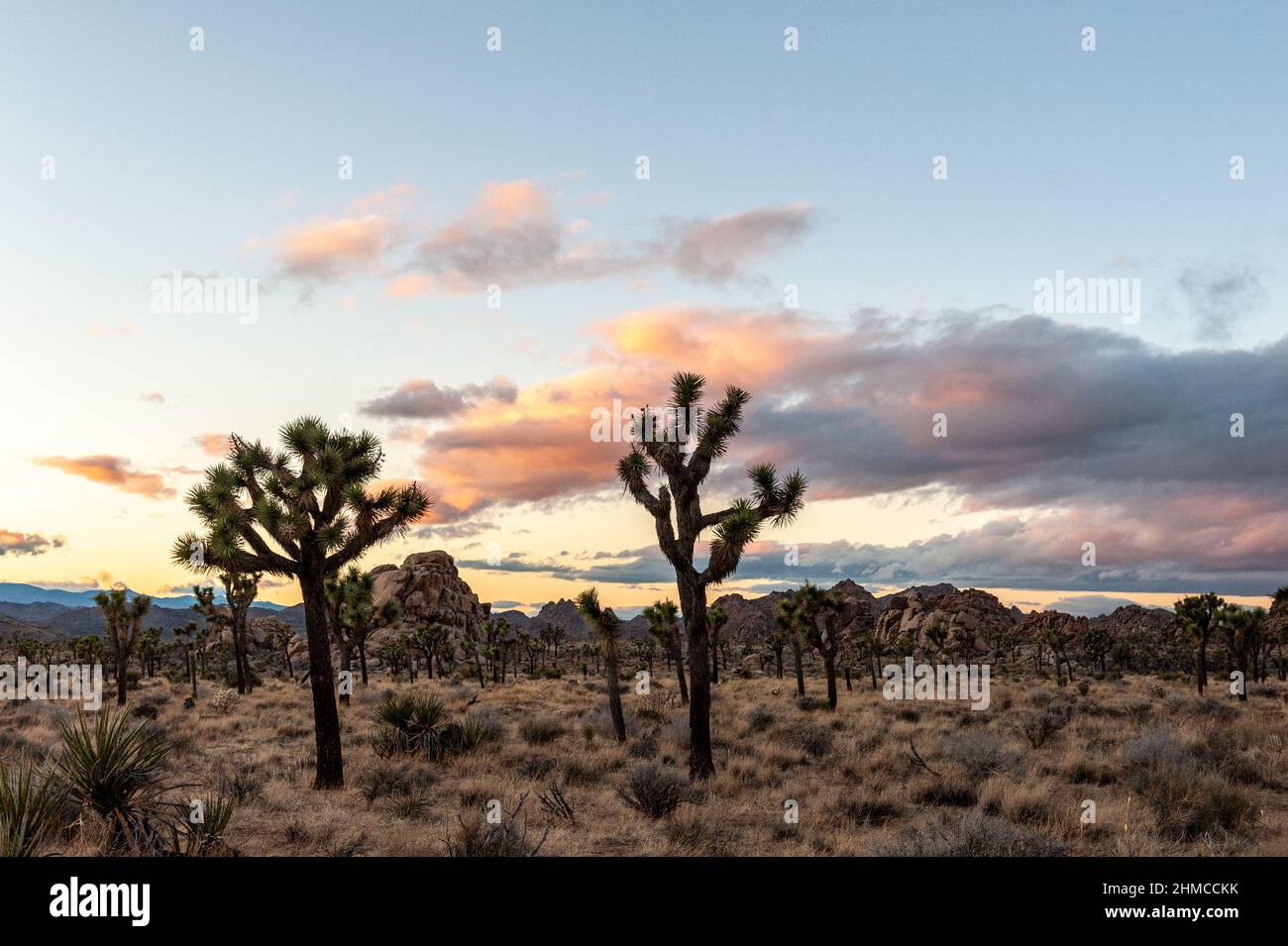 Overview of the Joshua Tree national park, showing sparsely distributed ...