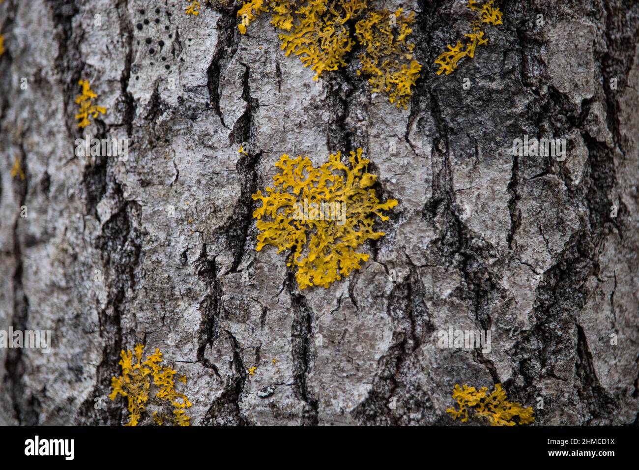 Moss on a birch bark Stock Photo - Alamy