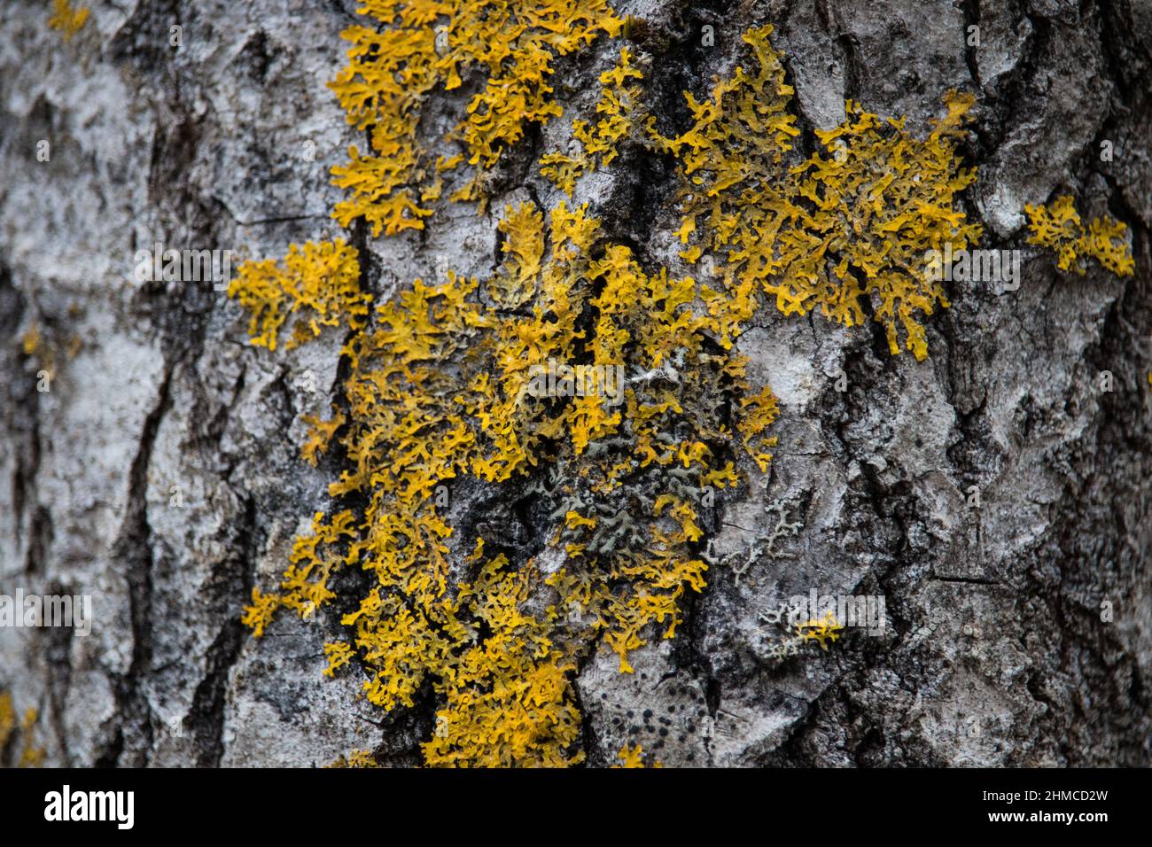 Moss on a birch bark Stock Photo - Alamy