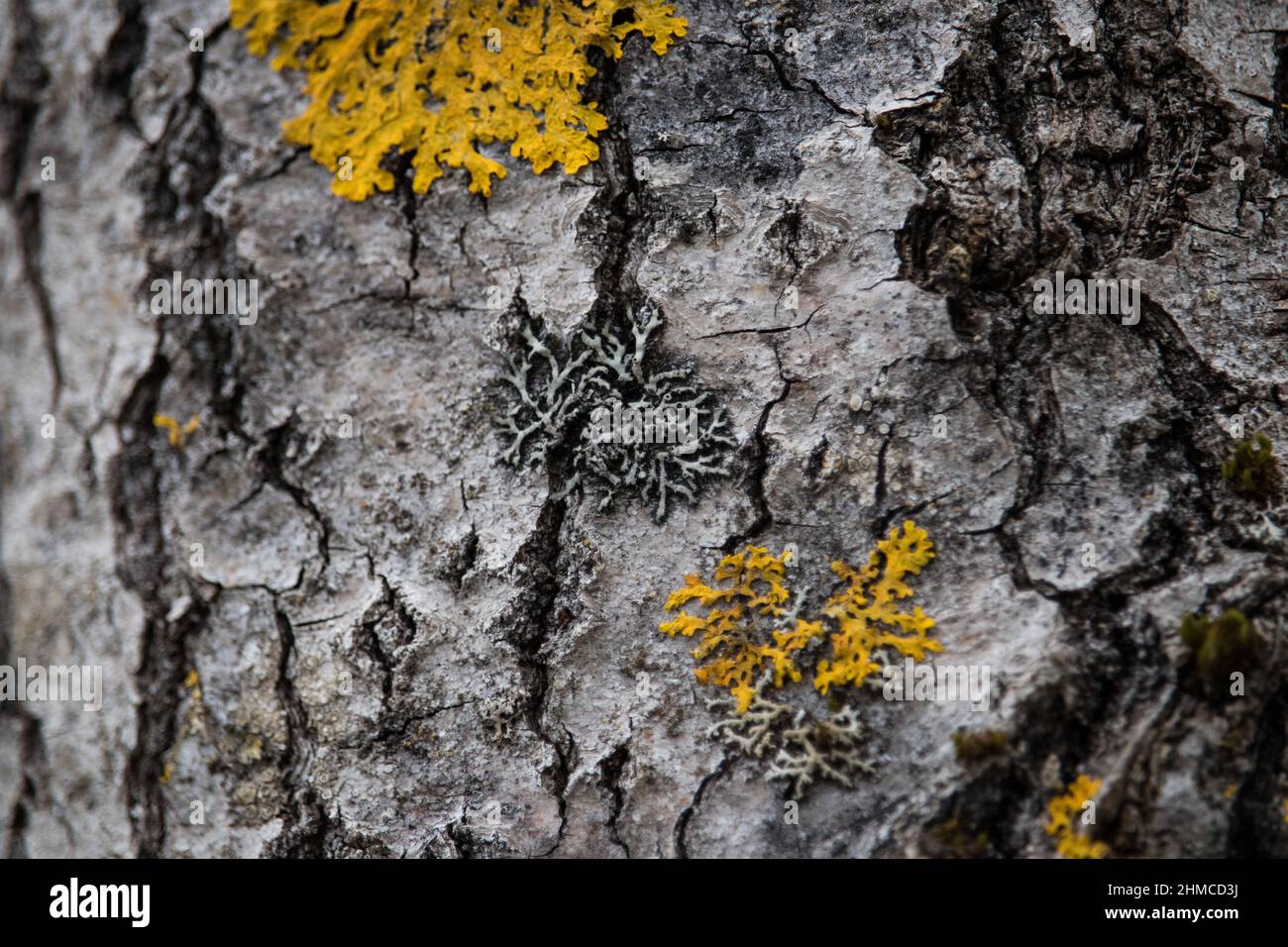 Tree wood moss hi-res stock photography and images - Alamy